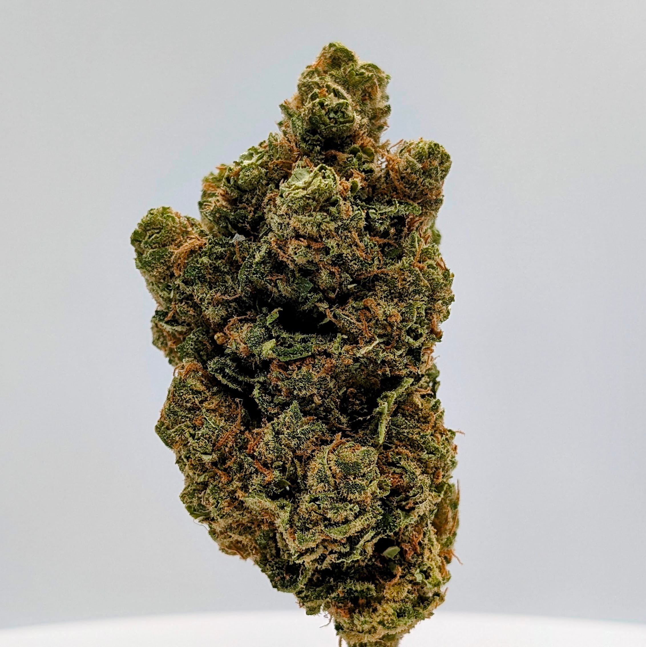 Amnesia Haze CBD Wiet | cbdwietkopen.nl