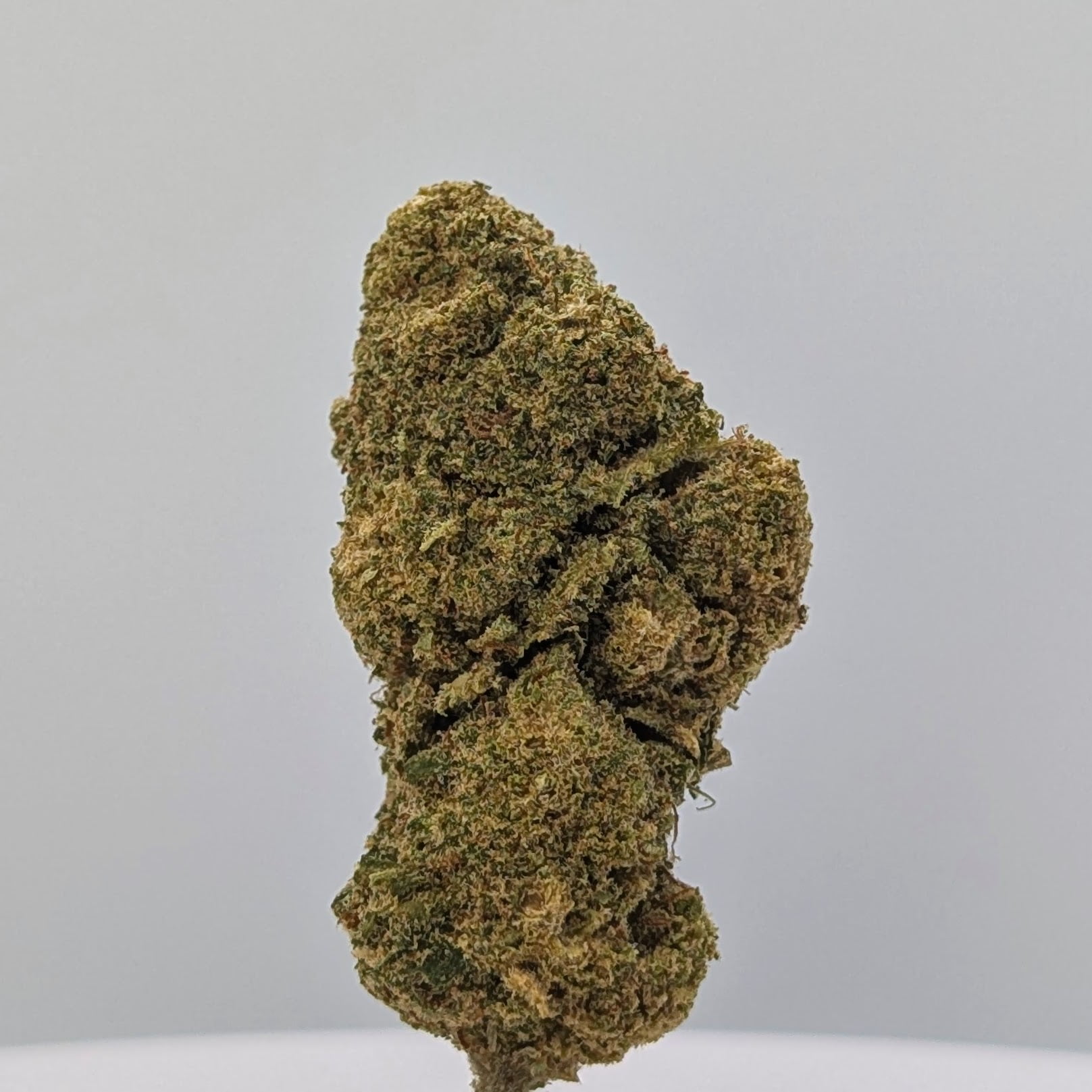 Blue Cheese CBD Wiet | cbdwietkopen.nl