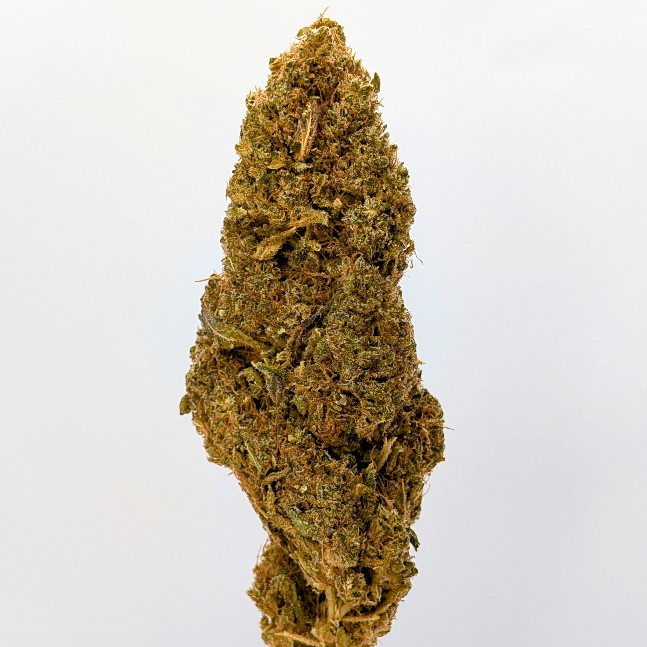 Moby Dick CBD Wiet | cbdwietkopen.nl