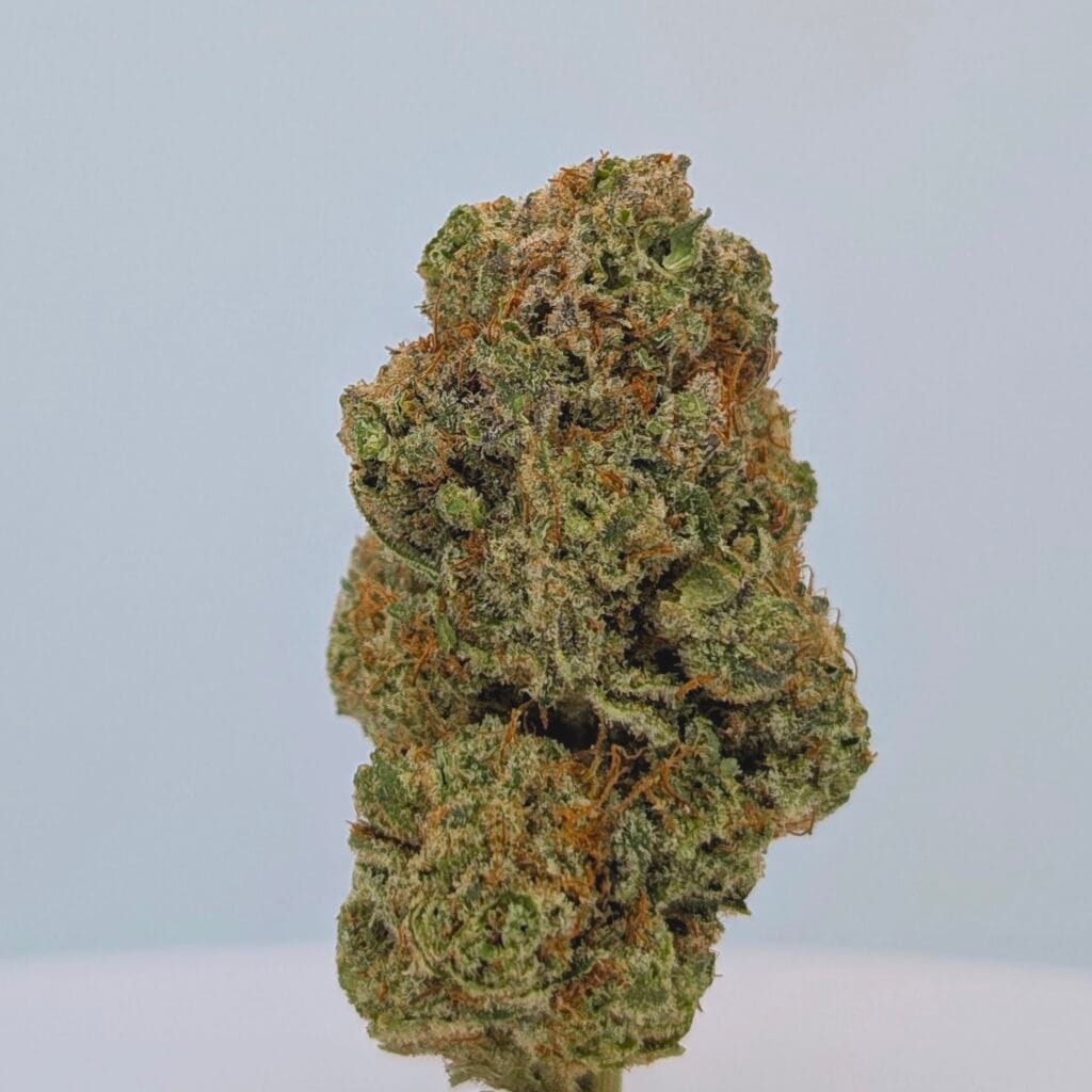 Blue Cheese CBD Wiet | cbdwietkopen.nl